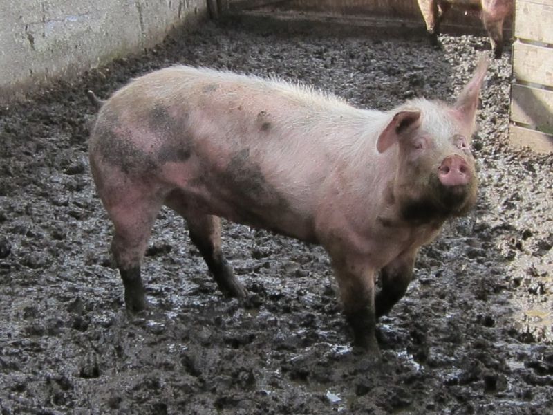 Tierpatenschaften - Verein für Tier- und Naturschutz in Österreich